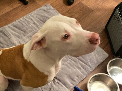 Free Dogs near me - Pet Classifieds