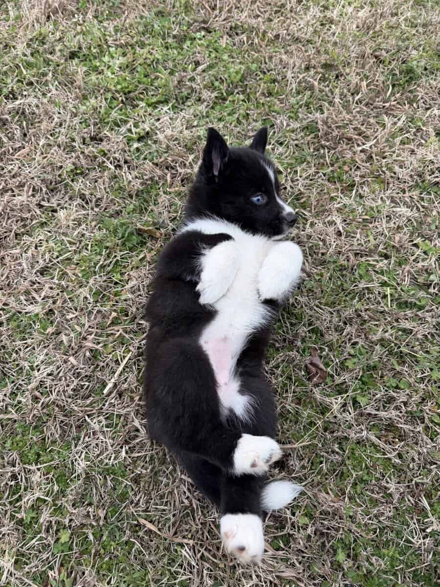 Abby the Pomsky | PetClassifieds.com