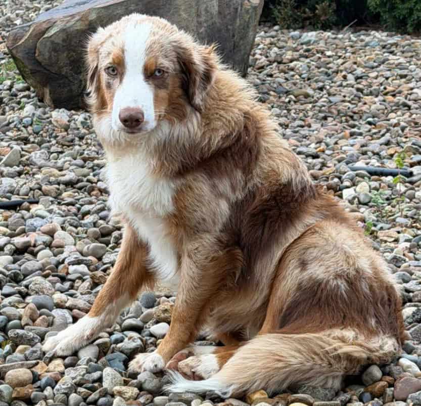 Australian shepherd | PetClassifieds.com