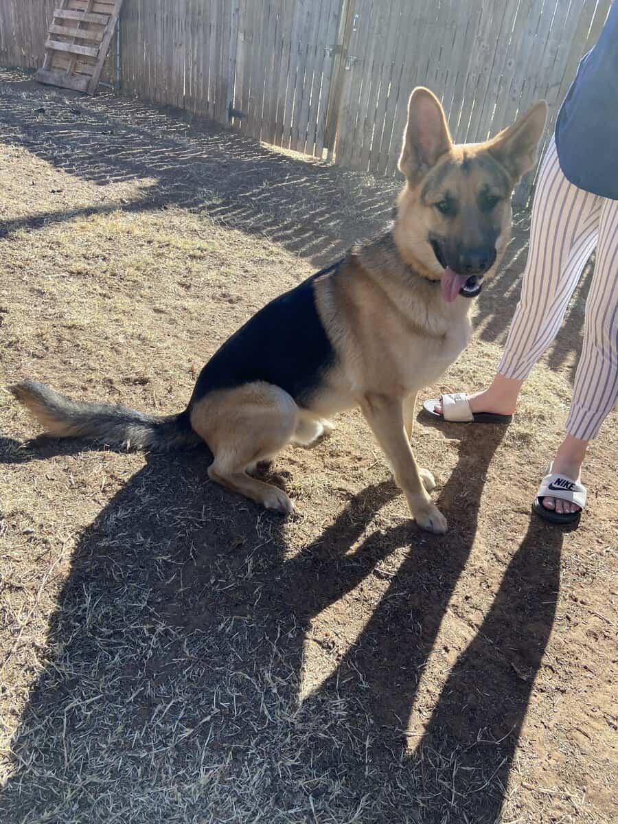 German Shepherd Stud | PetClassifieds.com