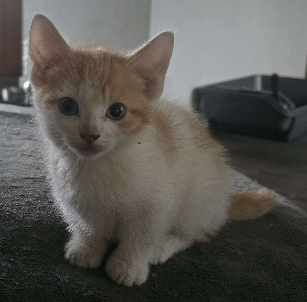 Sphynx/Munchkin cross | PetClassifieds.com