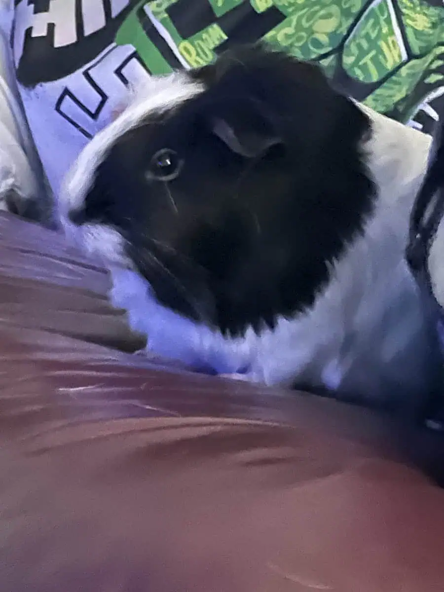 Female Teenage Long Hair Guinea Pig with cage | PetClassifieds.com