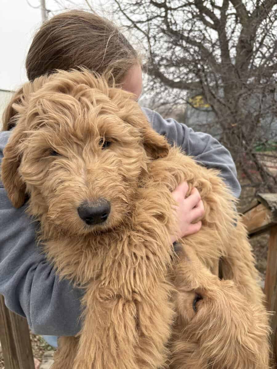 Goldendoodle puppies | PetClassifieds.com