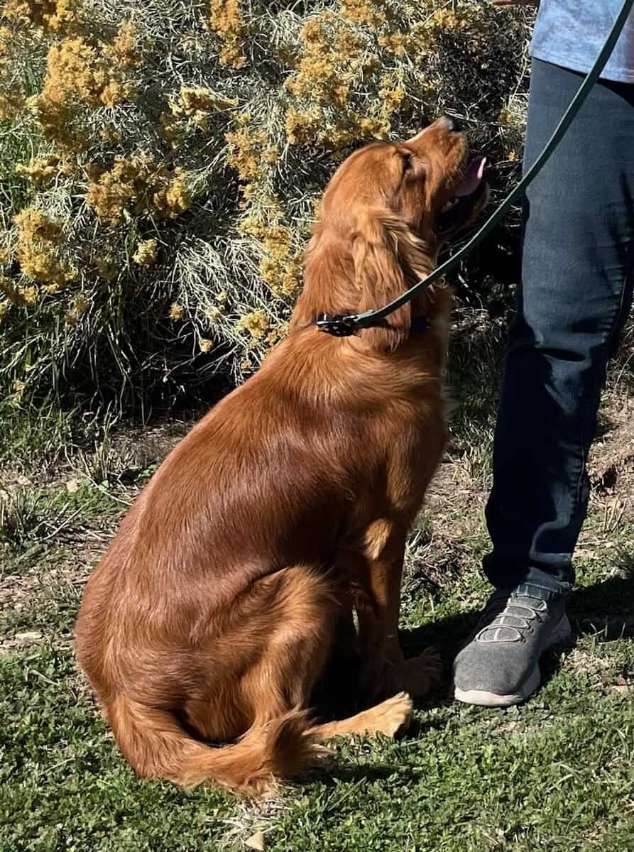 Sam, Cavalier King Charles Spaniel / Golden Irish | PetClassifieds.com