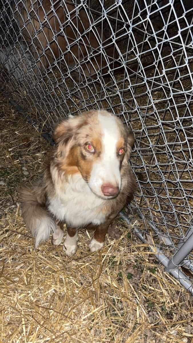 Australian shepherd | PetClassifieds.com