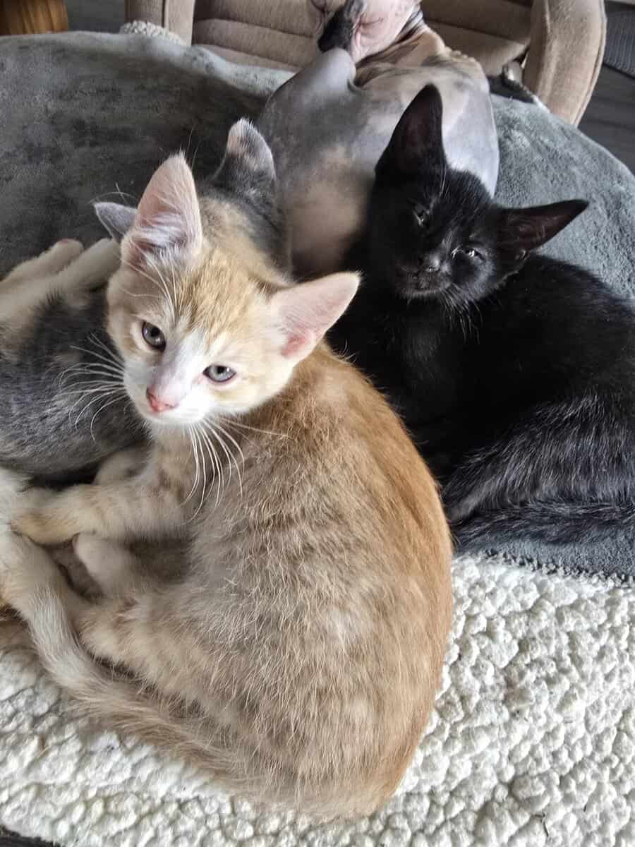 Sphynx/Munchkin cross | PetClassifieds.com