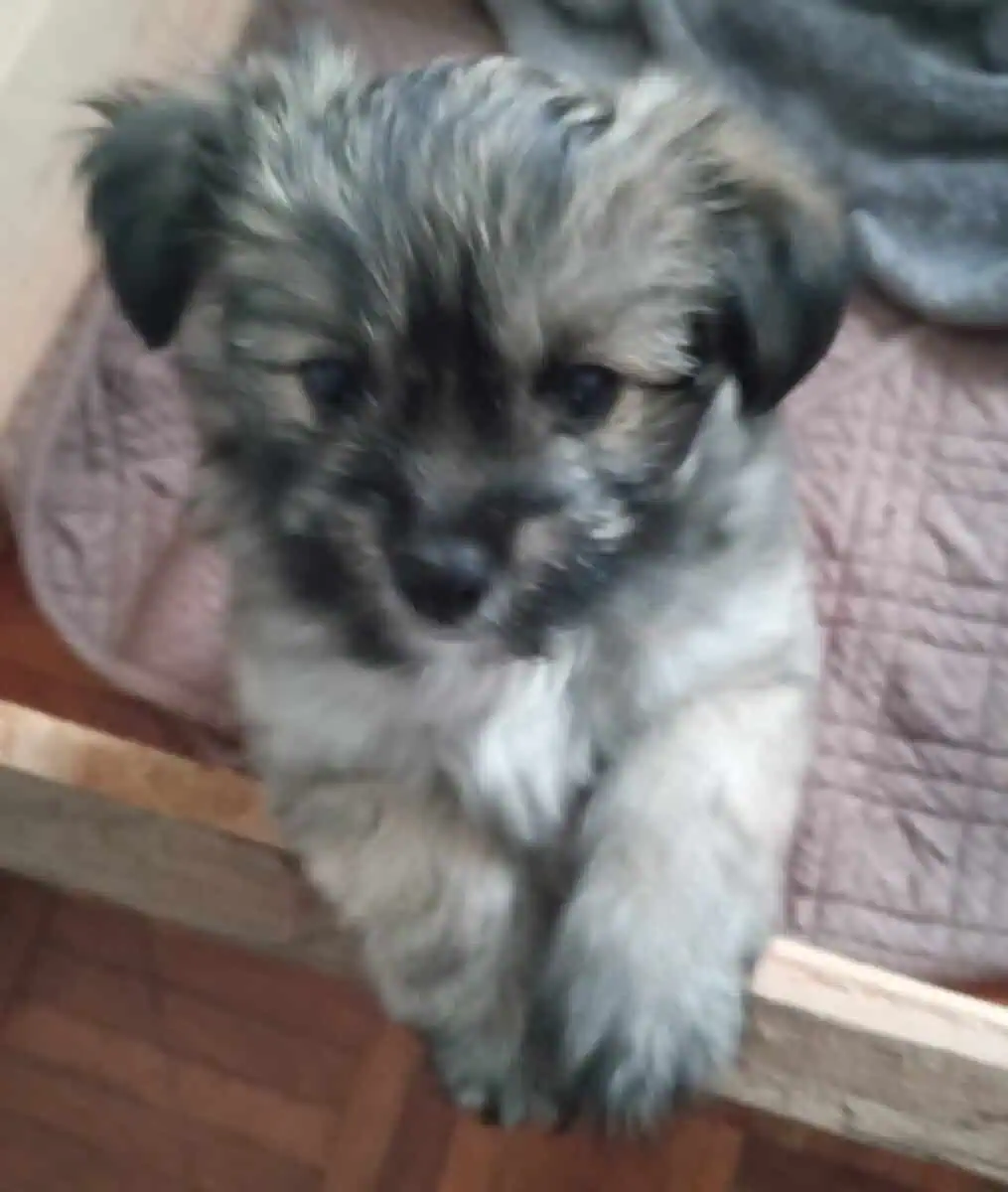 Schnoodle Pomeranian Mix | PetClassifieds.com
