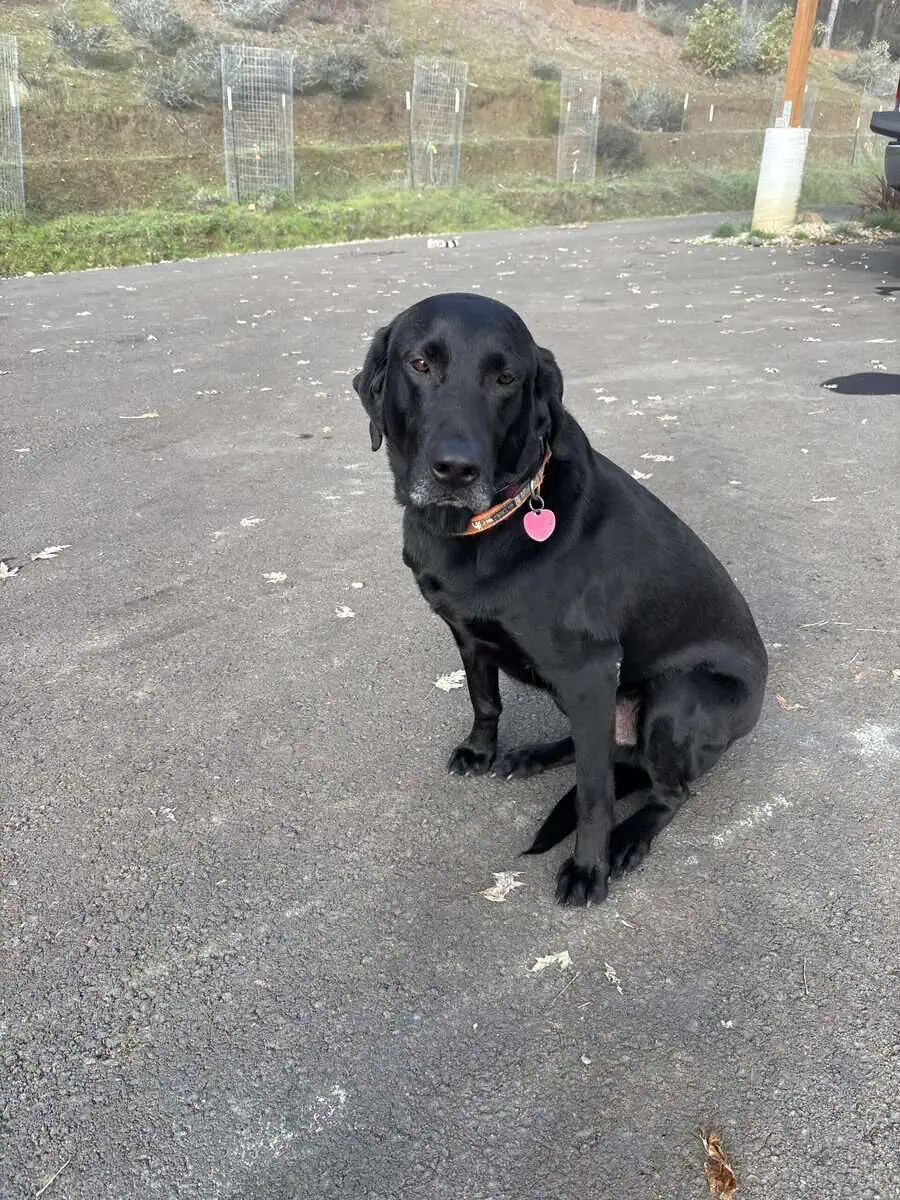 Three year-old black lab | PetClassifieds.com