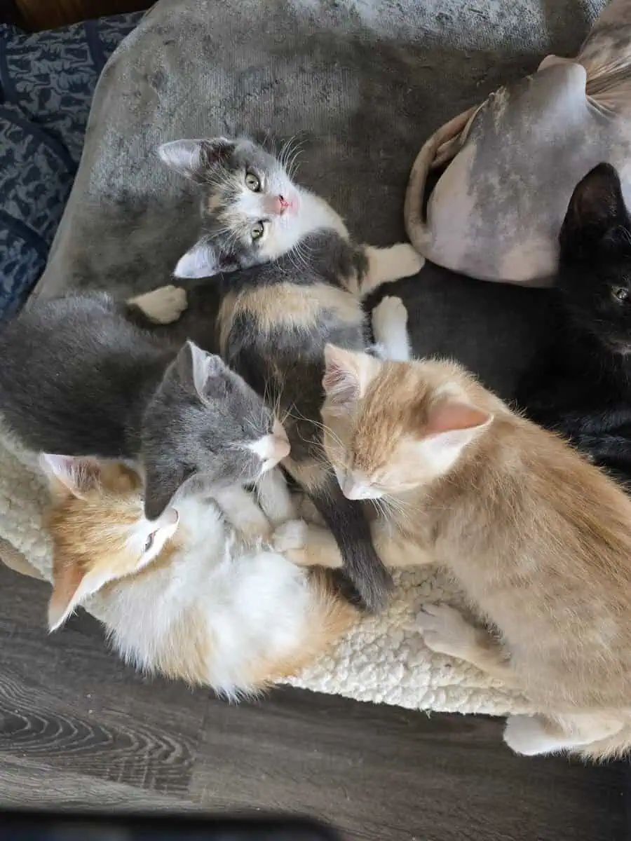 Sphynx/Munchkin cross | PetClassifieds.com