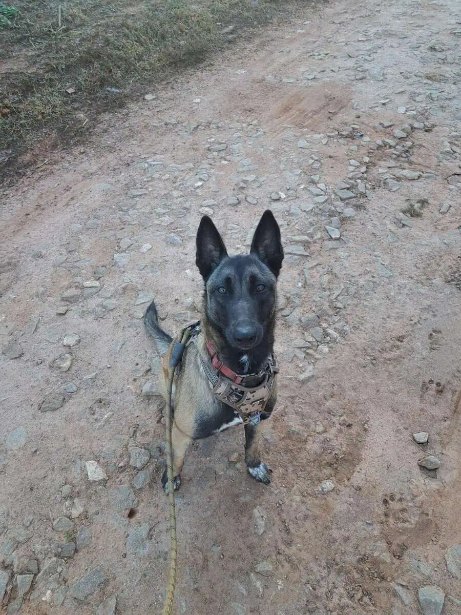 Echo: 20 month old Belgian Malinois | PetClassifieds.com