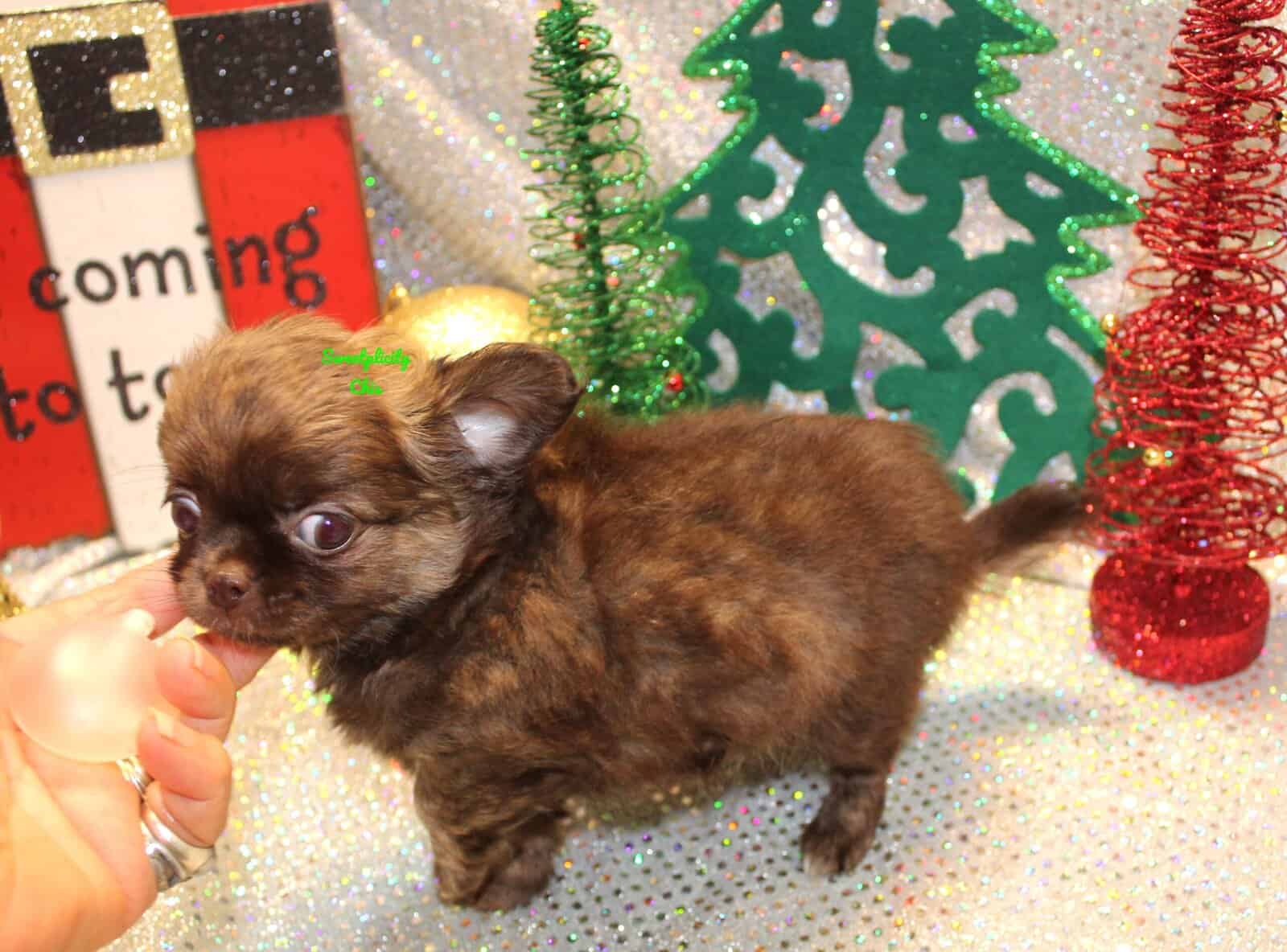 "Mosaic" extreme chocolate brindle long coat | PetClassifieds.com