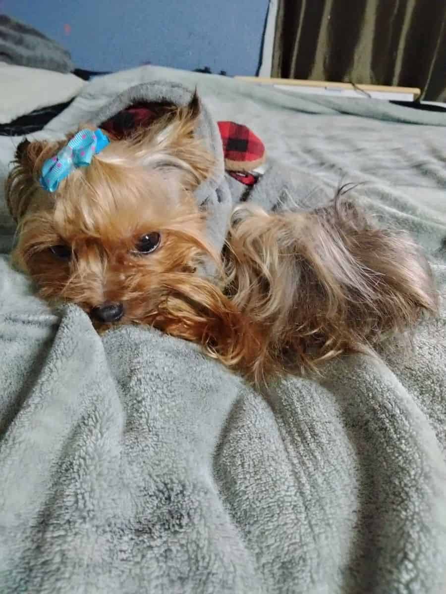 young adult female teacup yorkie full blood | PetClassifieds.com