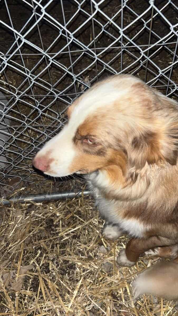 Australian shepherd | PetClassifieds.com