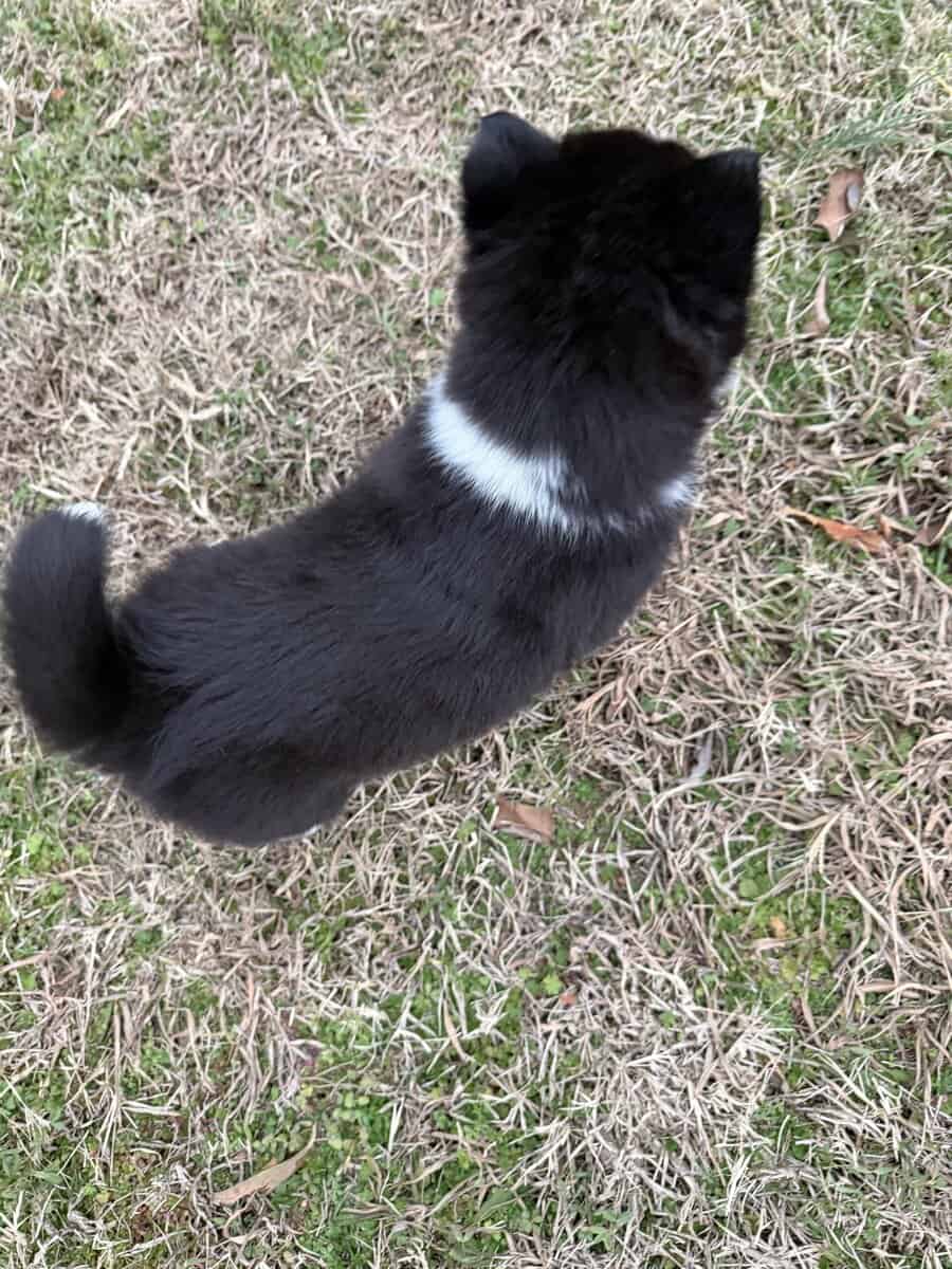 Aria the Pomsky | PetClassifieds.com