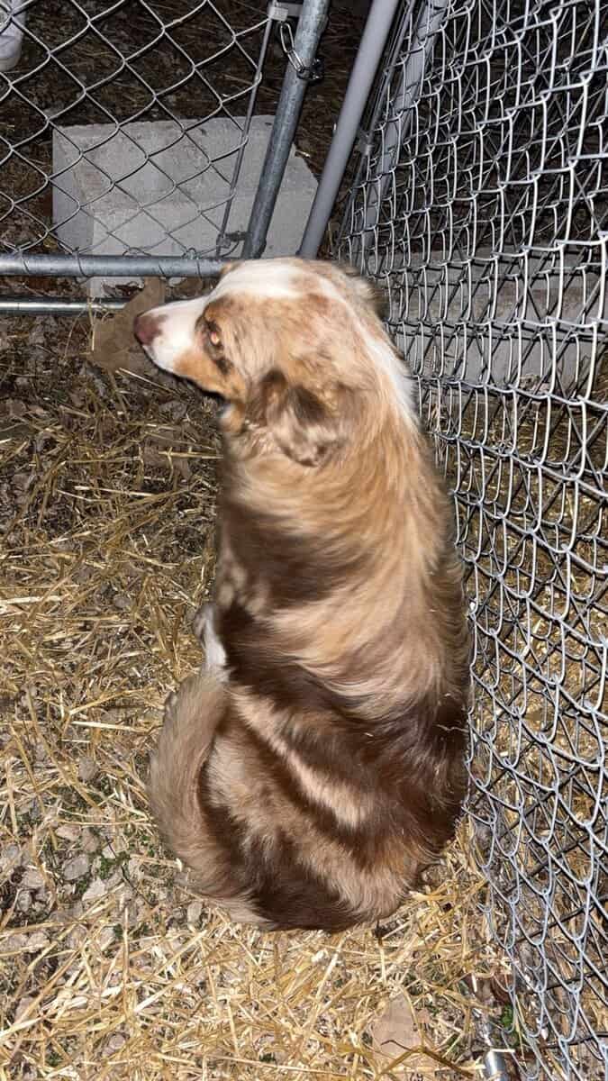 Australian shepherd | PetClassifieds.com