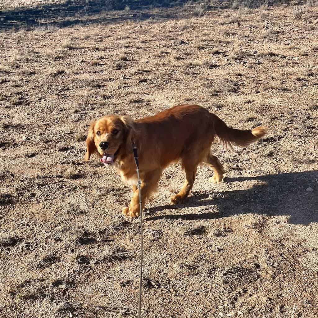 Sam, Cavalier King Charles Spaniel / Golden Irish | PetClassifieds.com