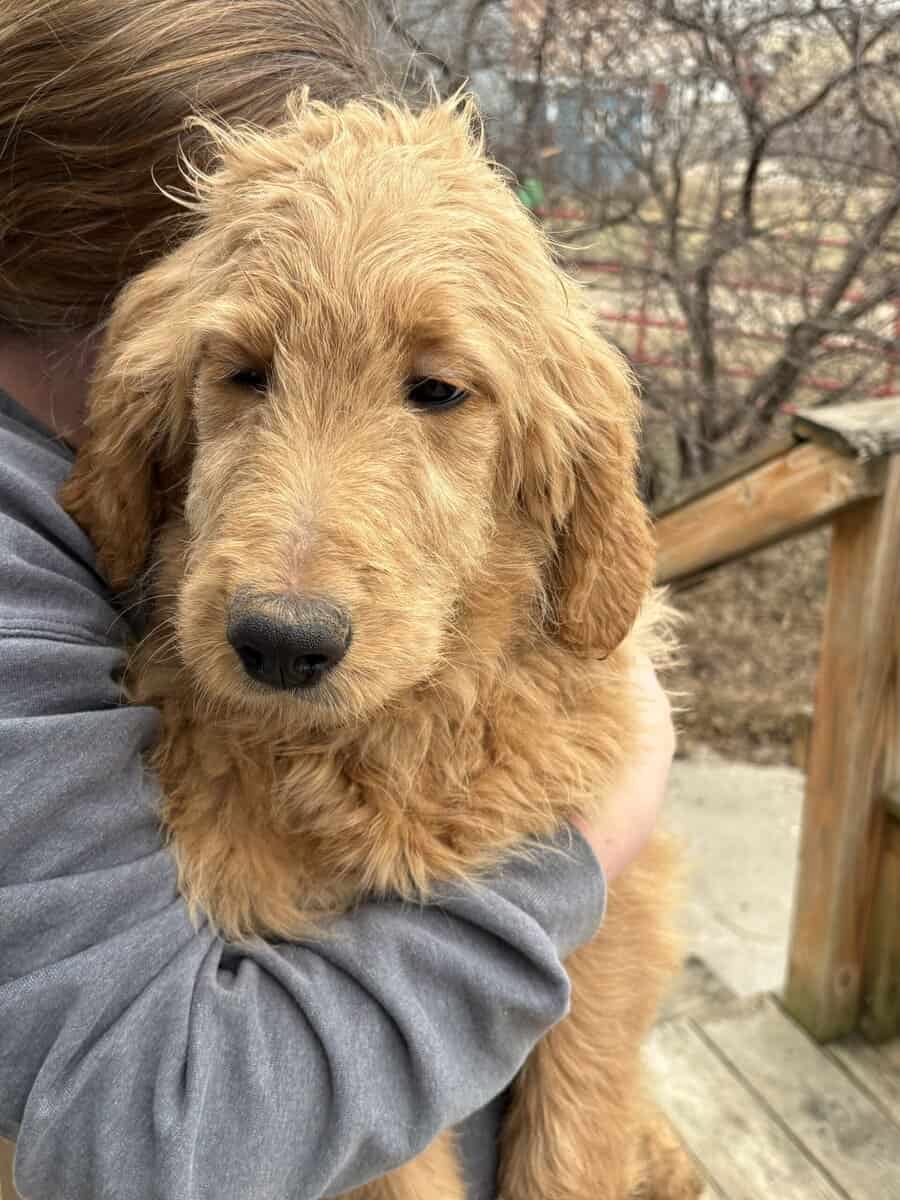 Goldendoodle puppies | PetClassifieds.com
