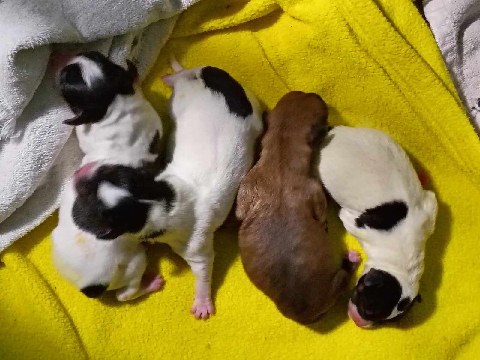 Jack Russell terrier Chihuahua Christmas puppies | PetClassifieds.com
