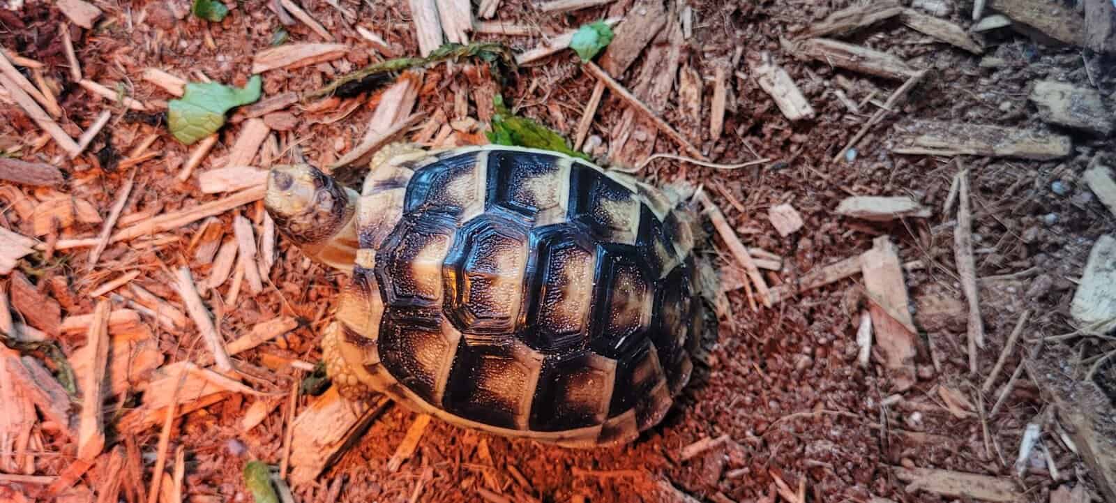 BABY MARGINATED TORTOISES | PetClassifieds.com