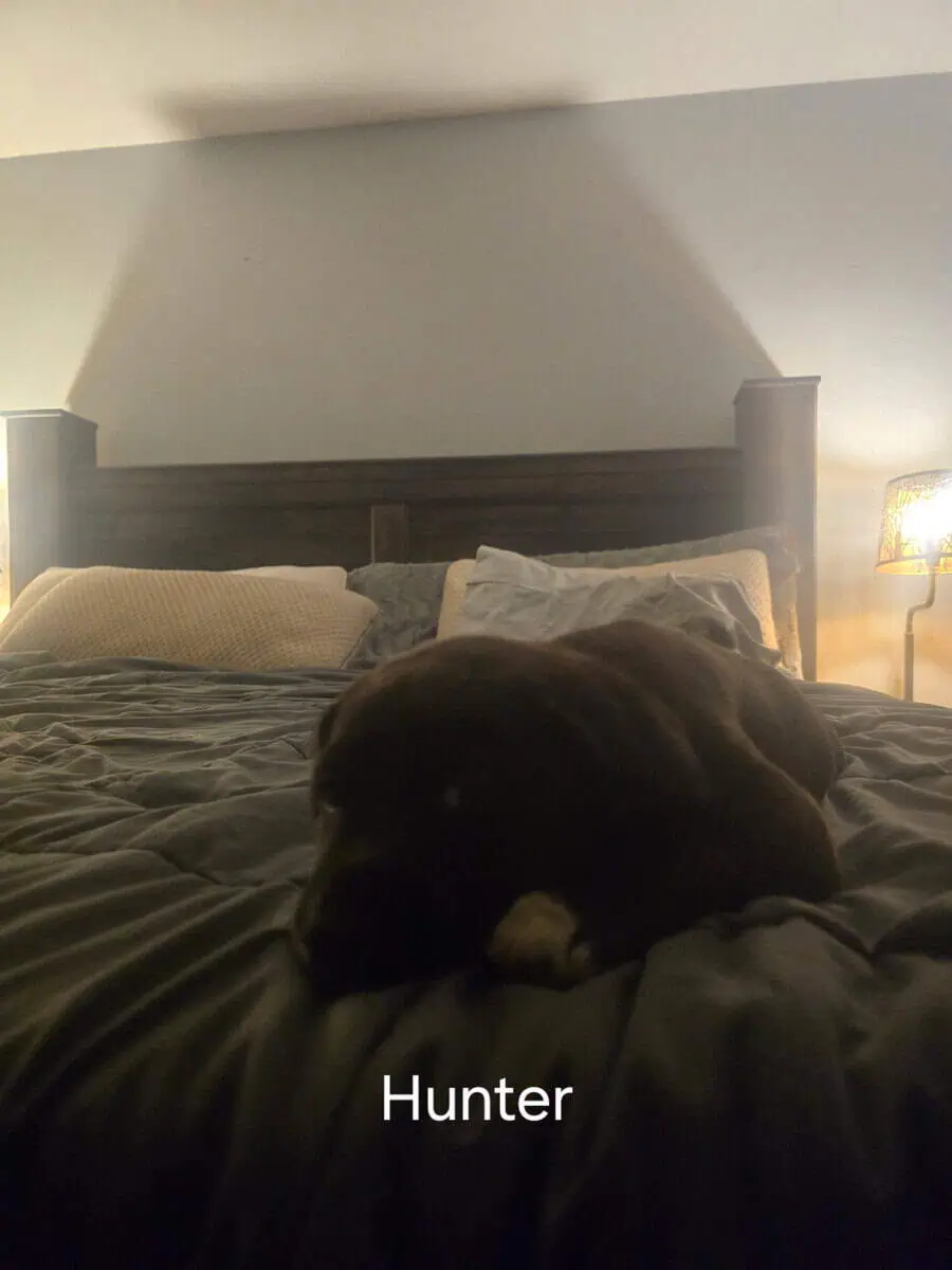 Silver lab /german wired pointer mix | PetClassifieds.com