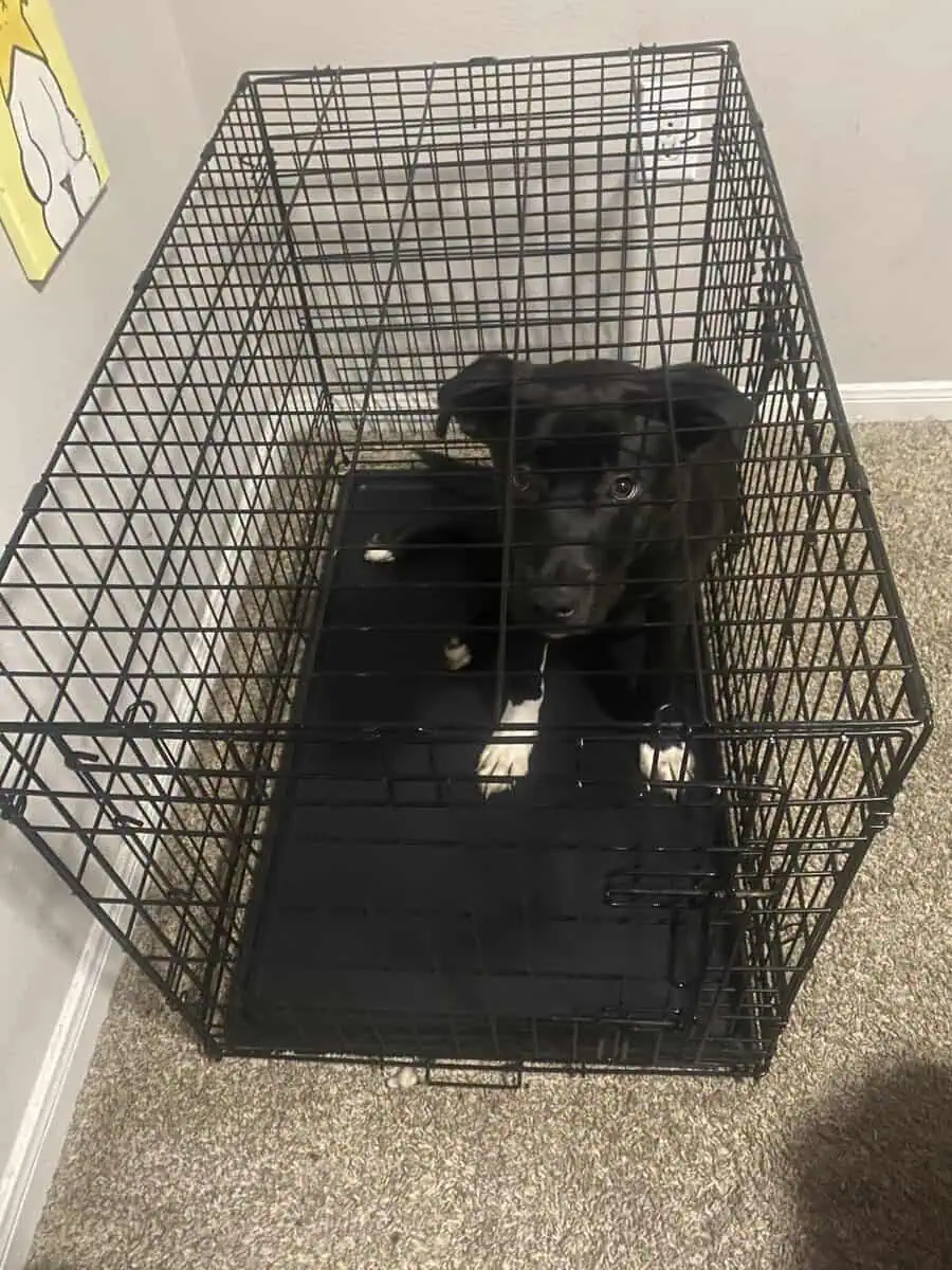 Lucky Lab/Husky mix | PetClassifieds.com