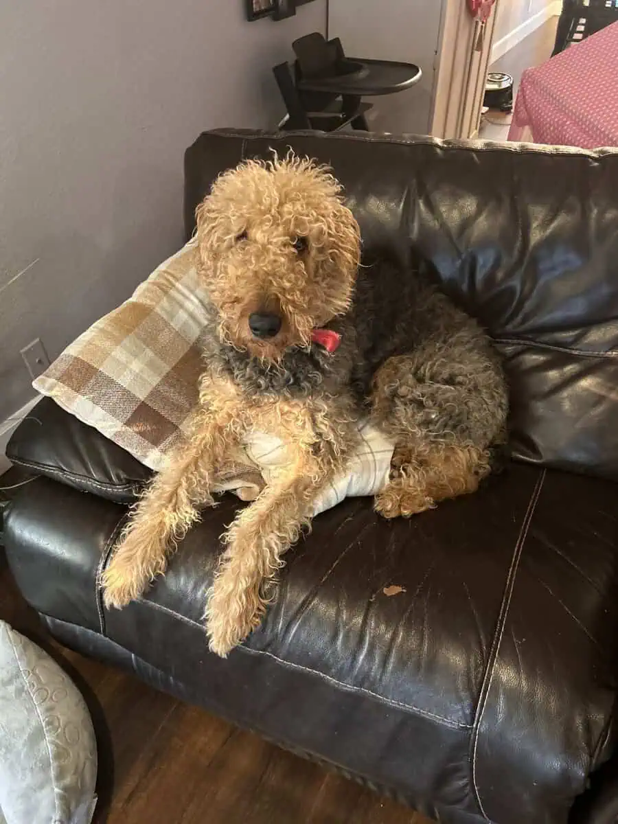 Airedale terrier | PetClassifieds.com