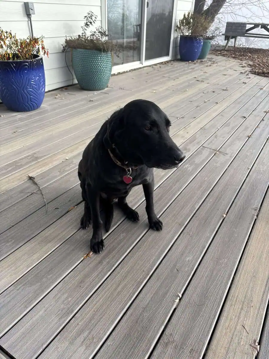 Three year-old black lab | PetClassifieds.com