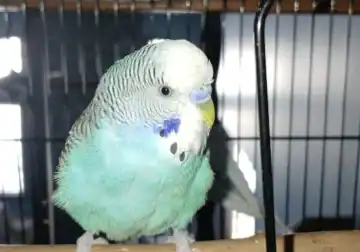 Birds for Sale & Adoption in Illinois | PetClassifieds