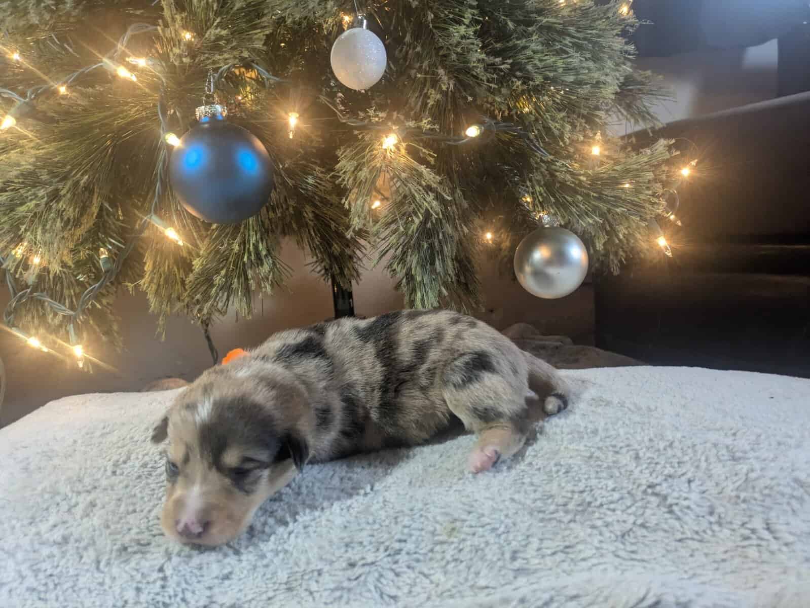 Corgie healer mix | PetClassifieds.com