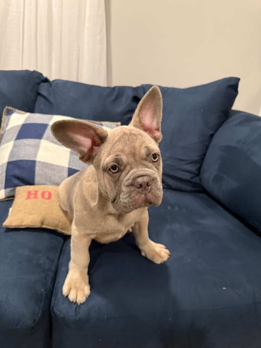 Campbell’s Fabulous Frenchies | PetClassifieds.com