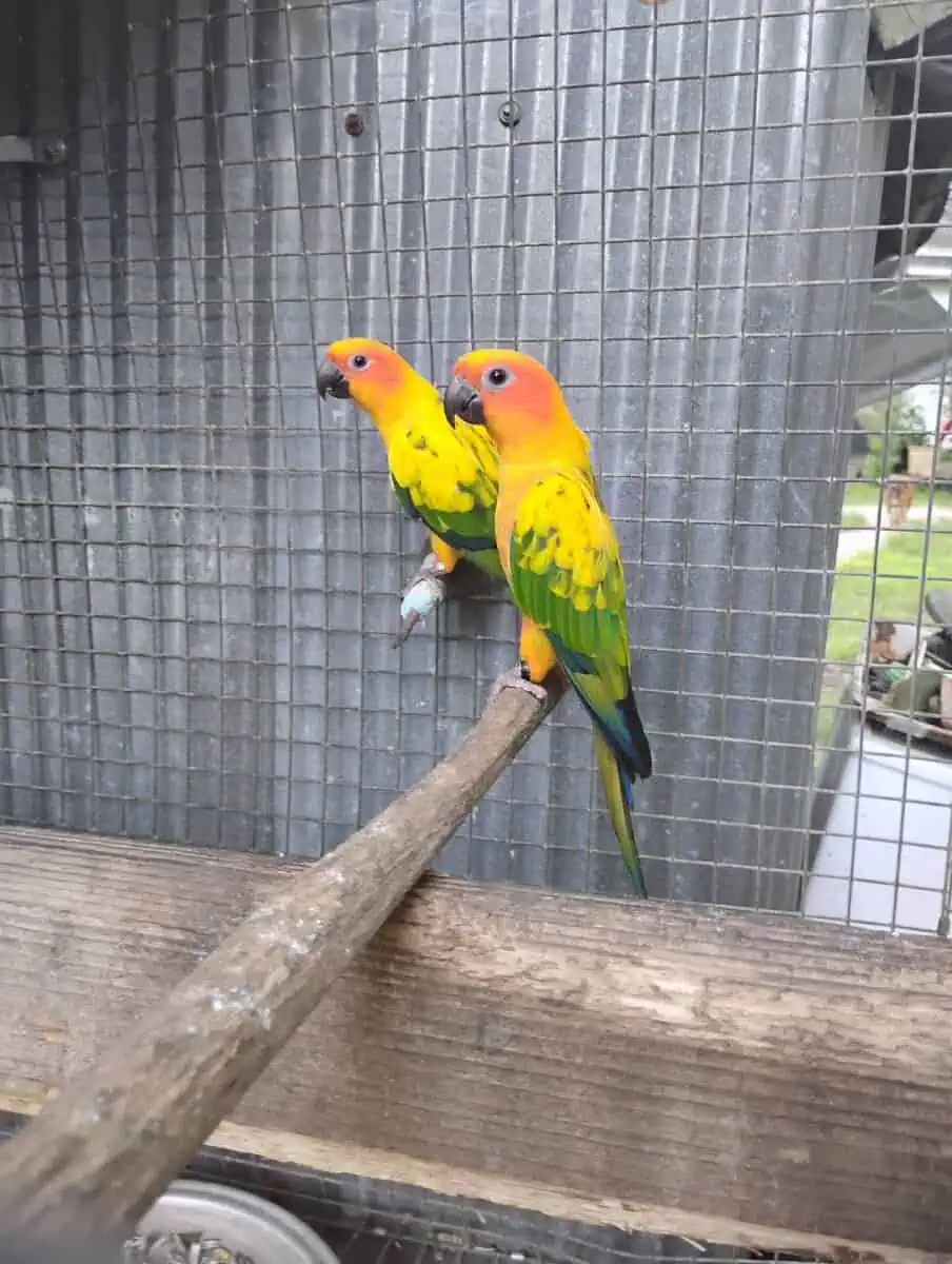 Sun conures | PetClassifieds.com