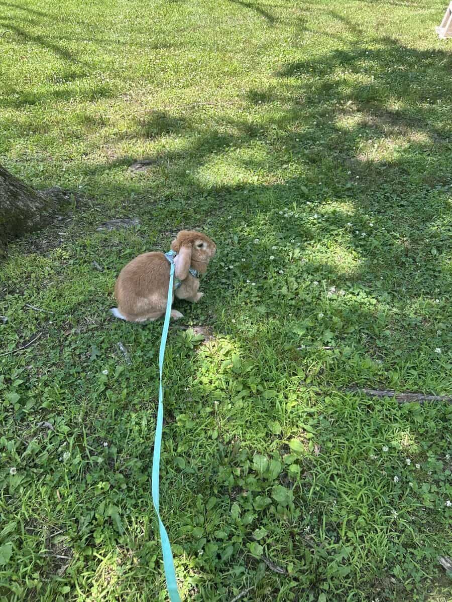 New Zealand red rabbit | PetClassifieds.com