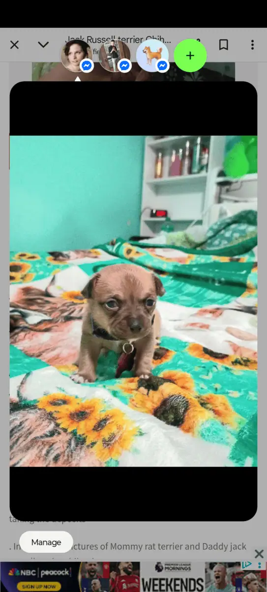 Jack Russell terrier Chihuahua Christmas puppies | PetClassifieds.com