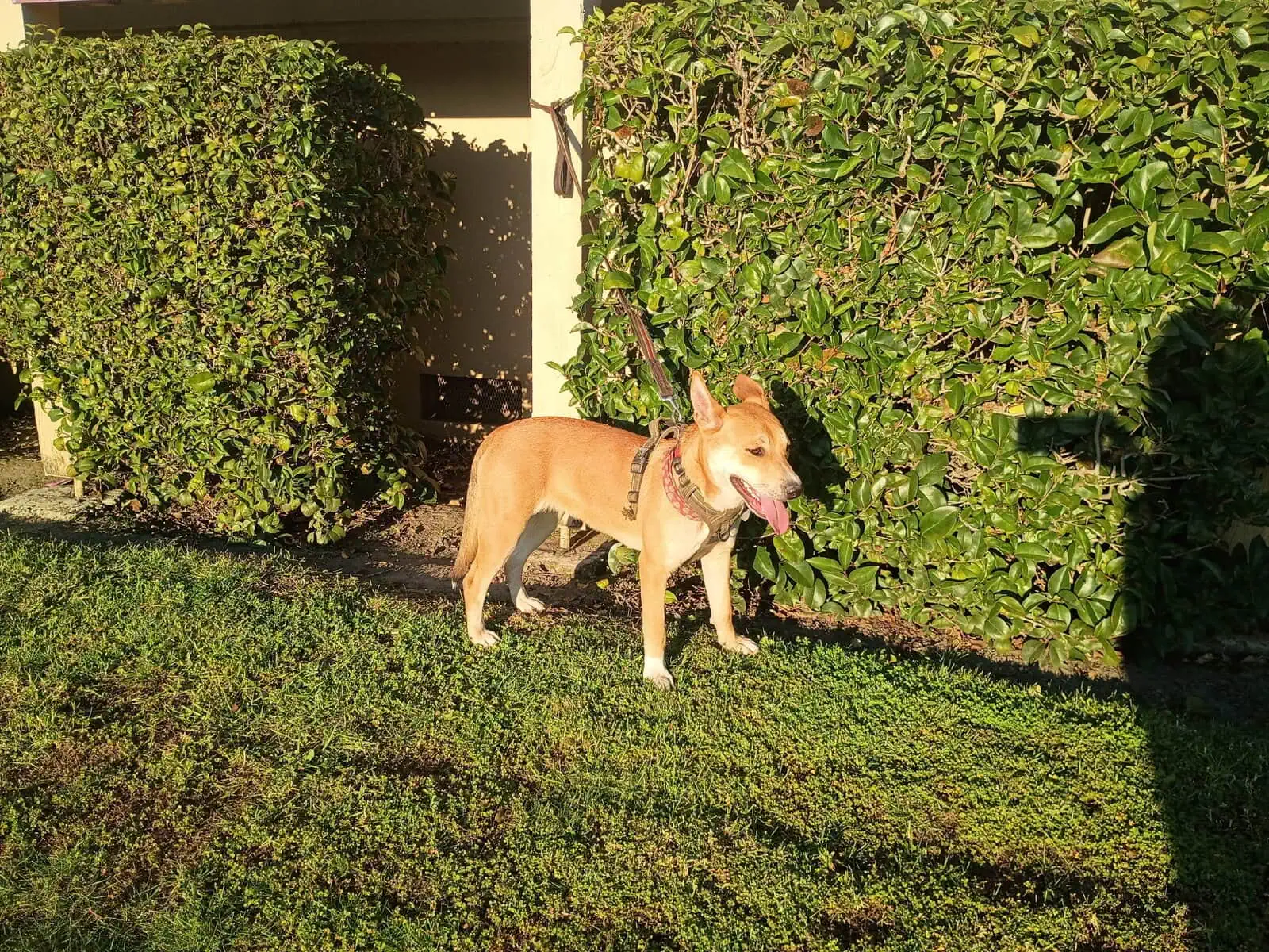 Meet Honey Bear (Look at Those Eyes!) | PetClassifieds.com