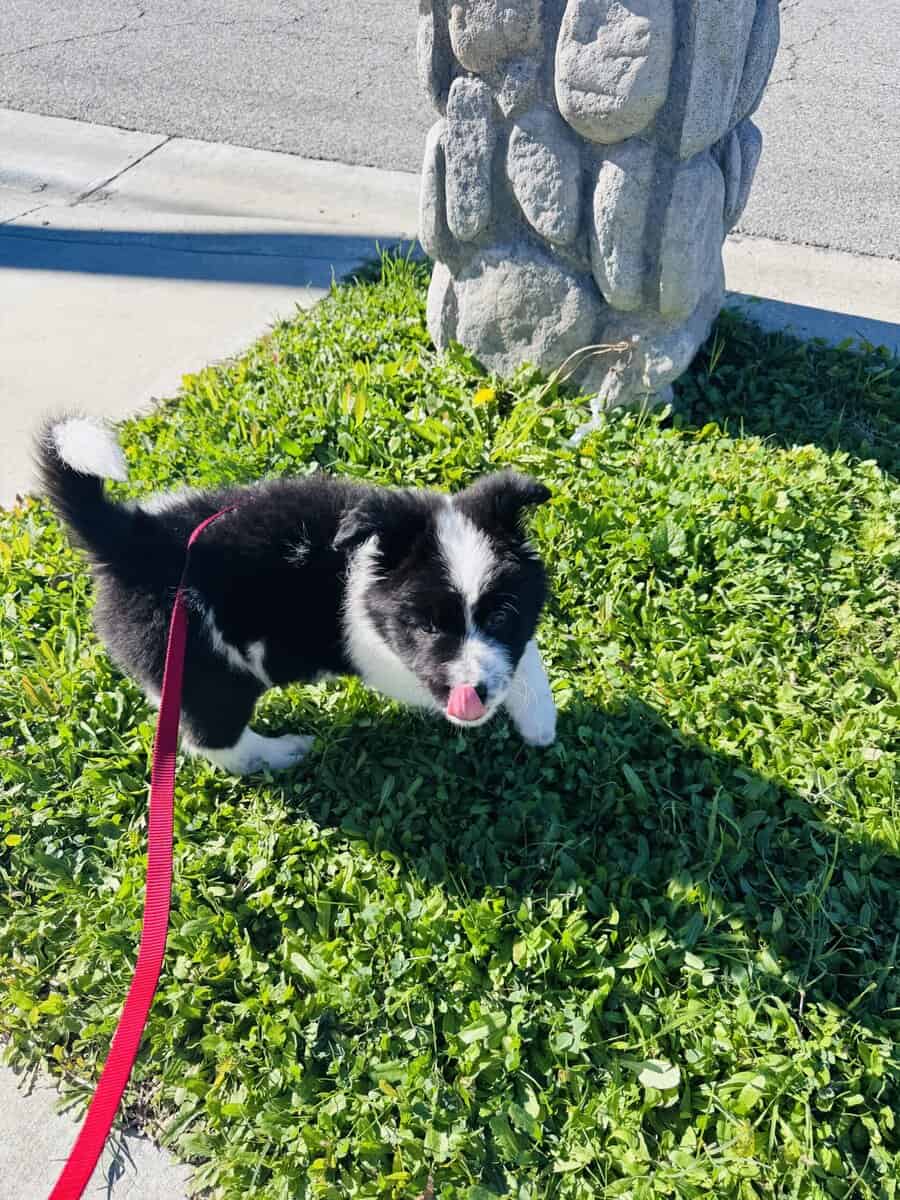 Smart & Adorable Black & White Border Collie Puppy | PetClassifieds.com