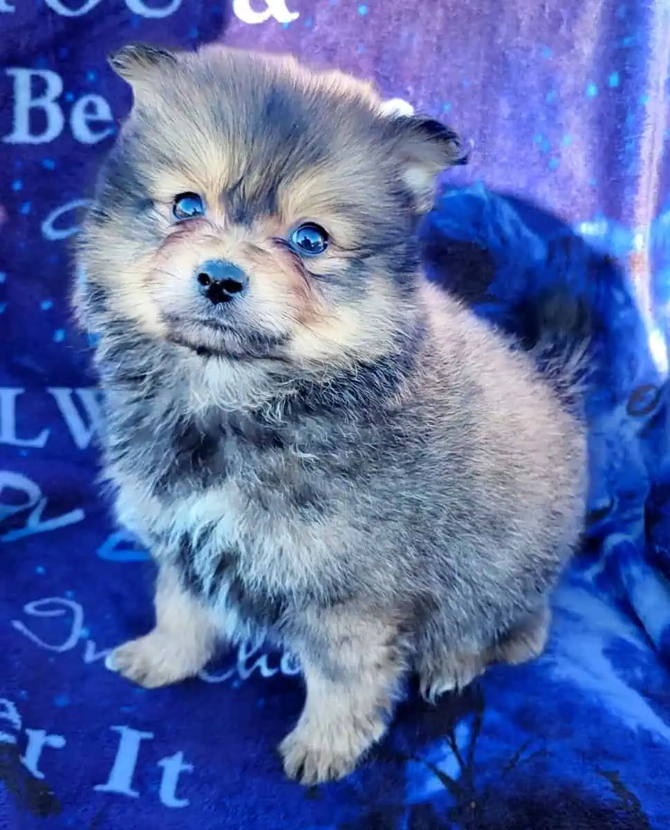 Pomeranian | PetClassifieds.com