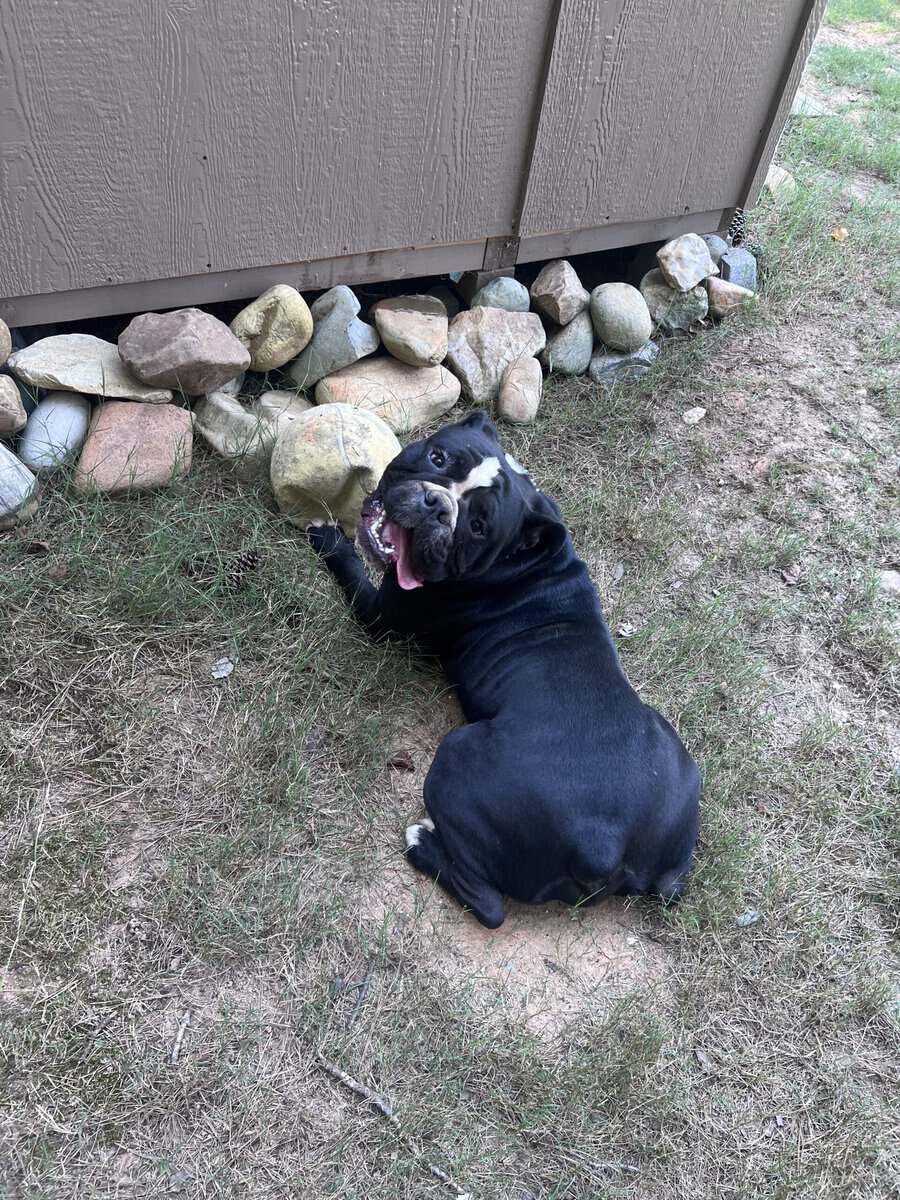 Olde English Bulldogges [IOEBA registered] | PetClassifieds.com