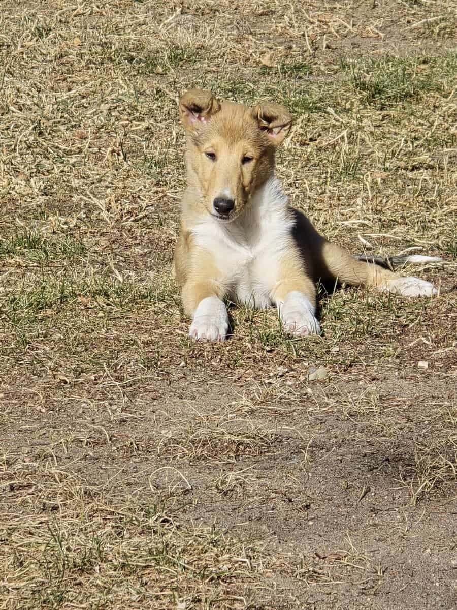 Sable Smooth Female-"Regan" | PetClassifieds.com
