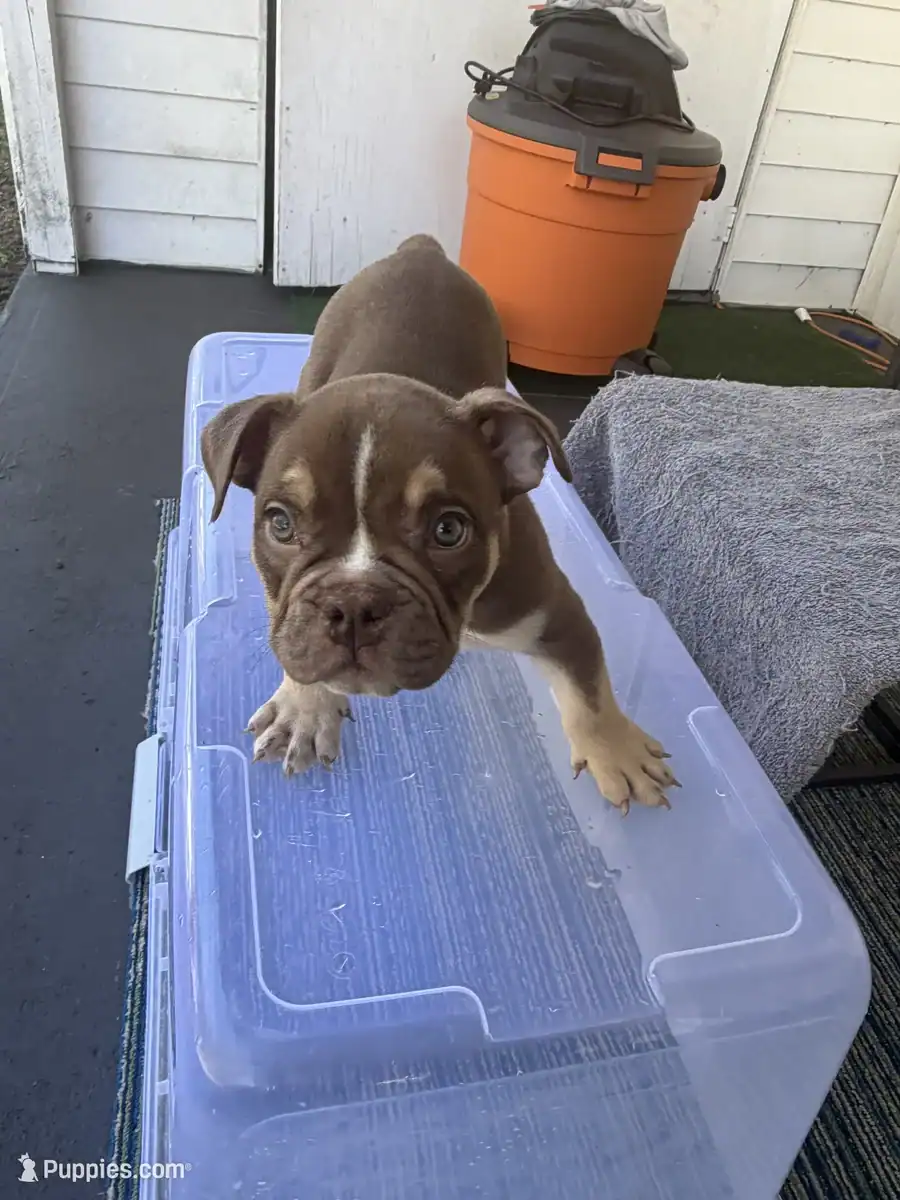 Playboy Benny | PetClassifieds.com