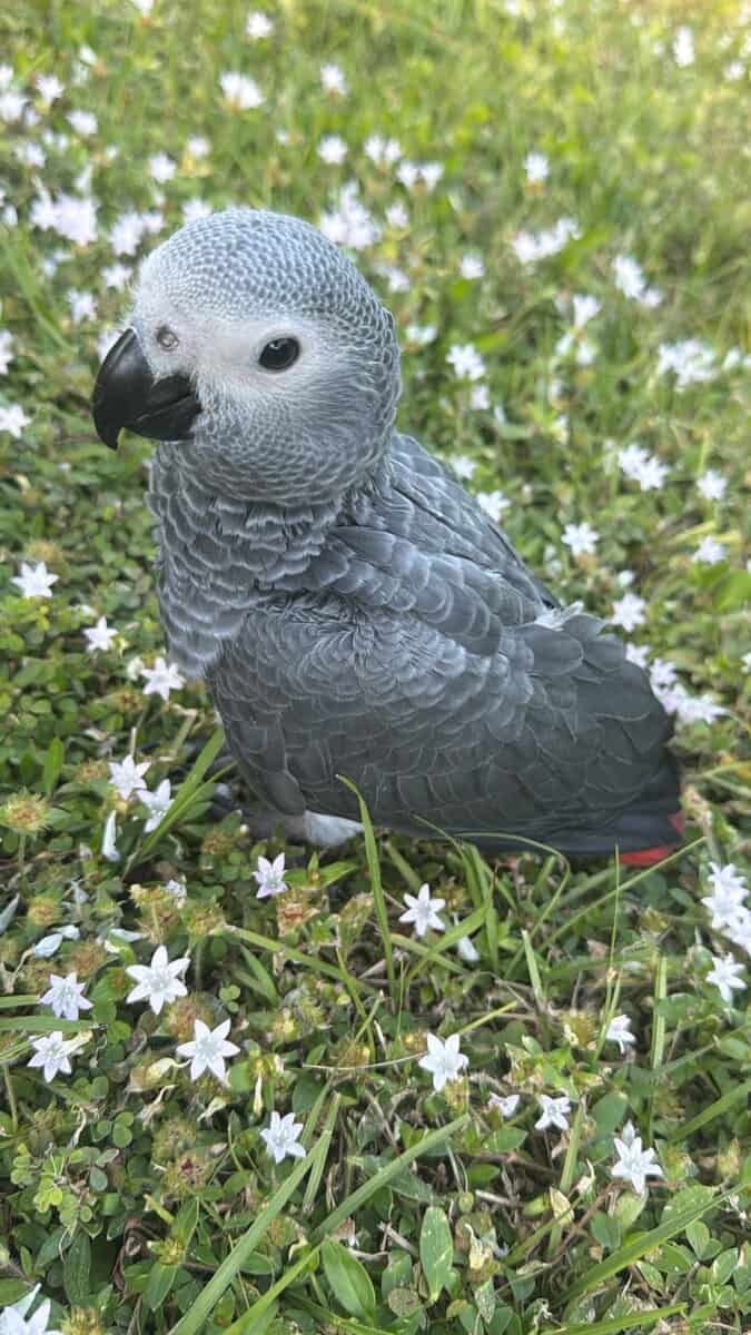 African Grey baby | PetClassifieds.com