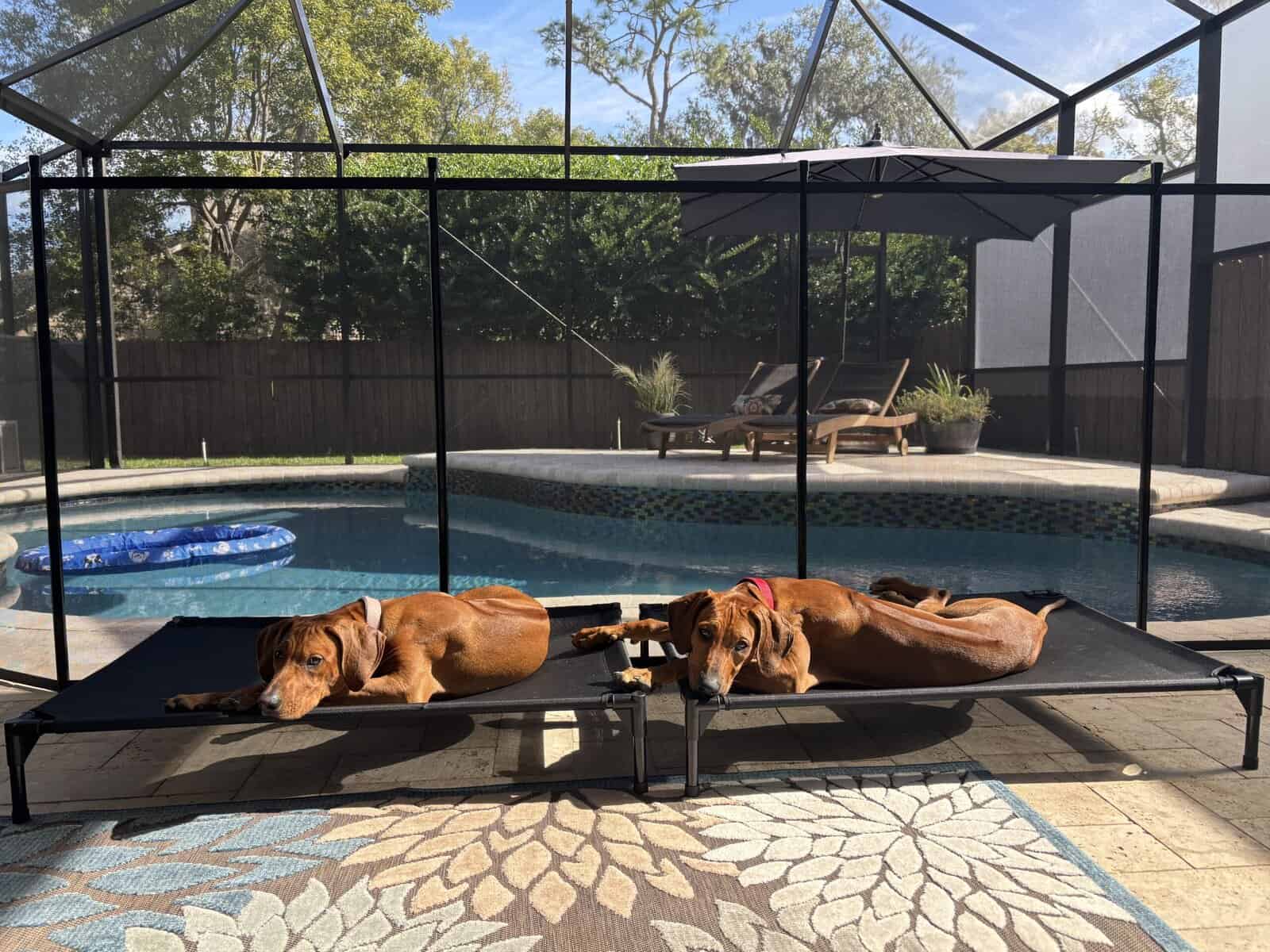 Rhodesian ridgeback 5 months old | PetClassifieds.com