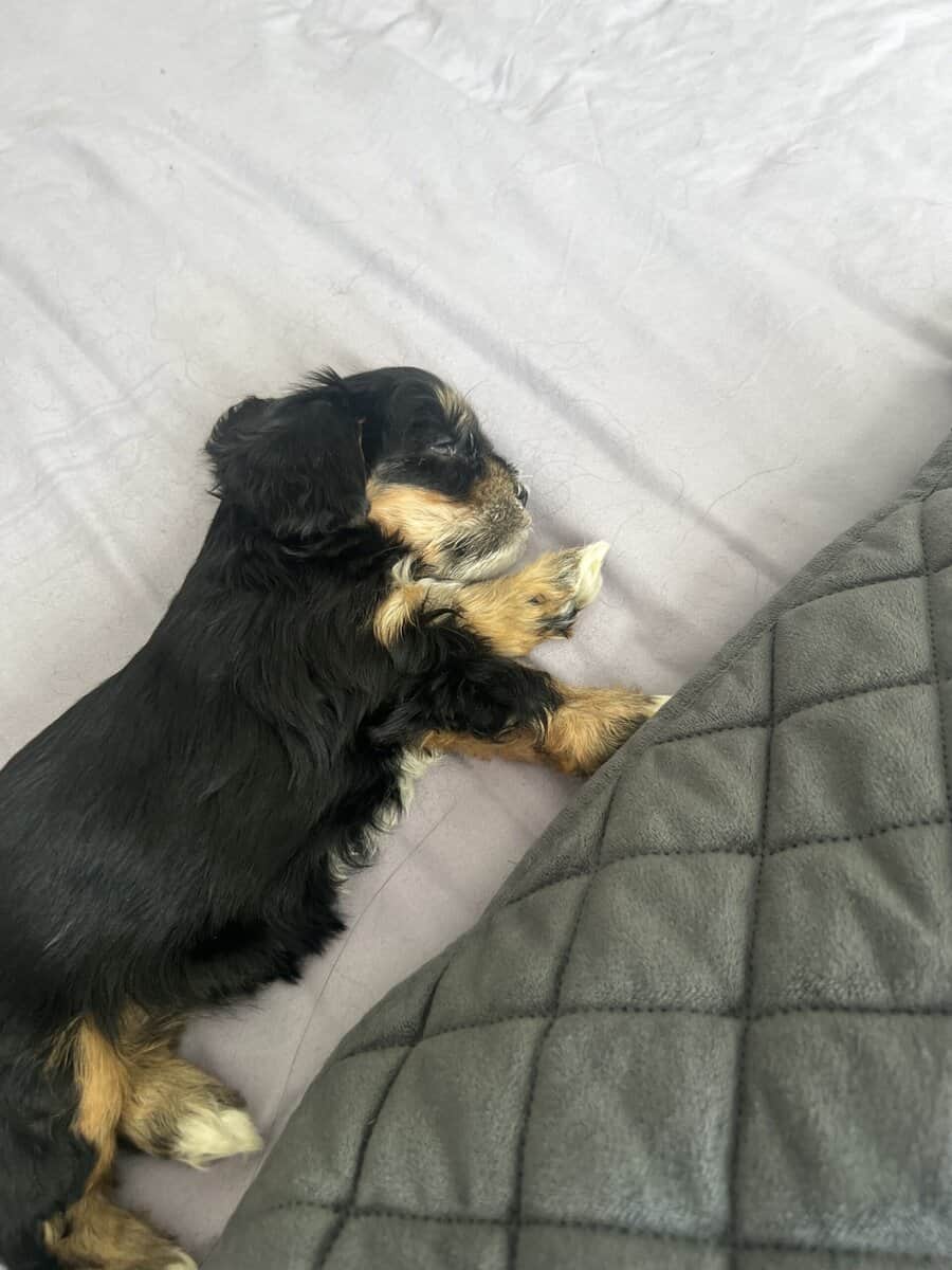 Shih Tzu Princess Needs A Home - Special Needs!!! | PetClassifieds.com