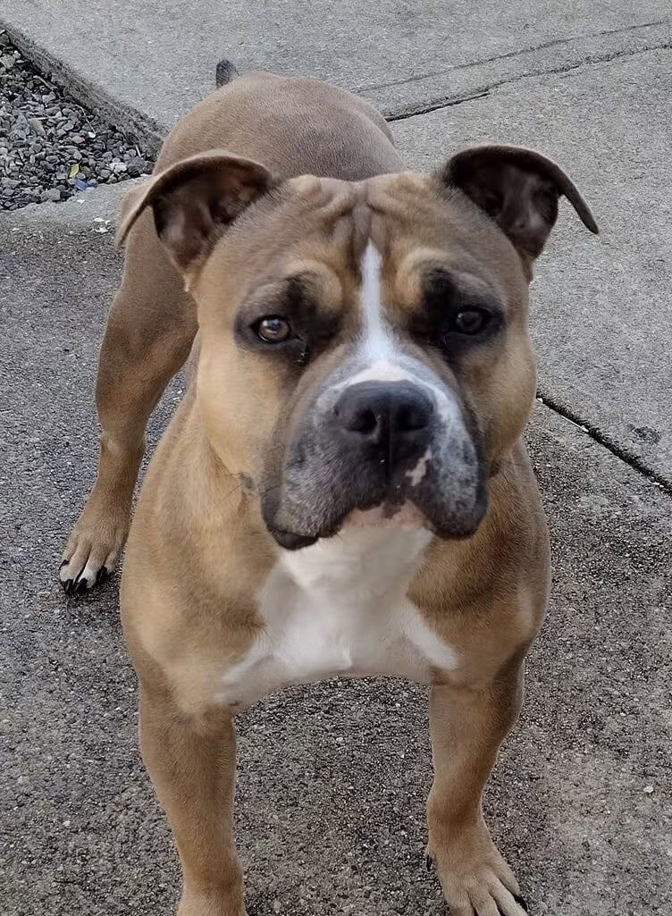 Female American bully | PetClassifieds.com