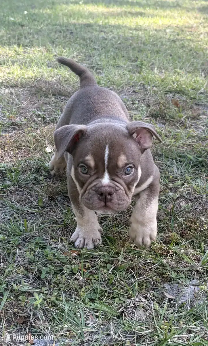 Playboy Benny | PetClassifieds.com