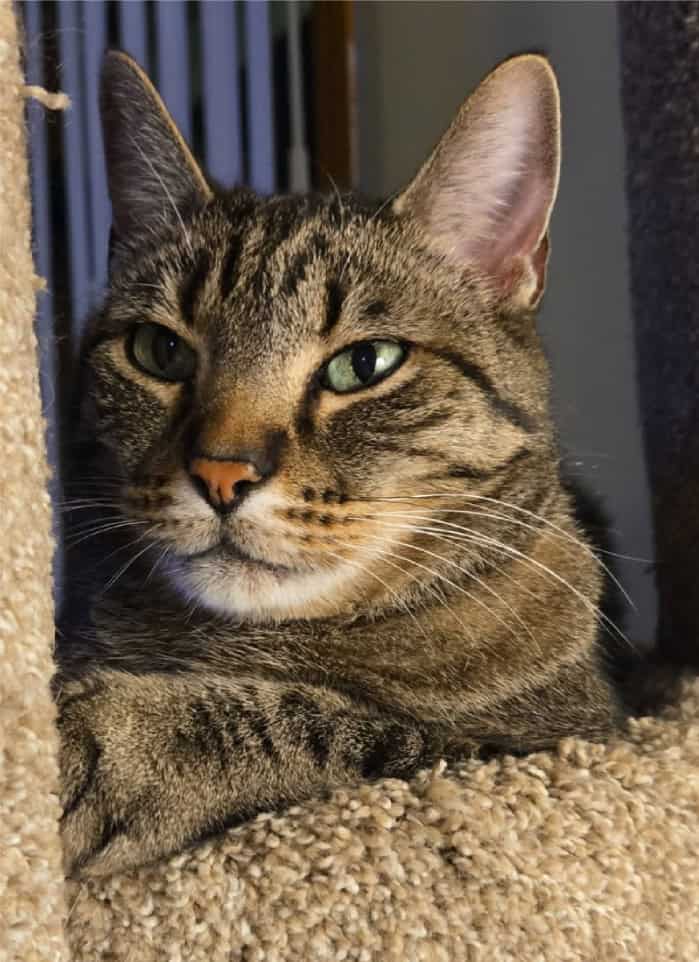 Missing Tabby Cat | PetClassifieds.com