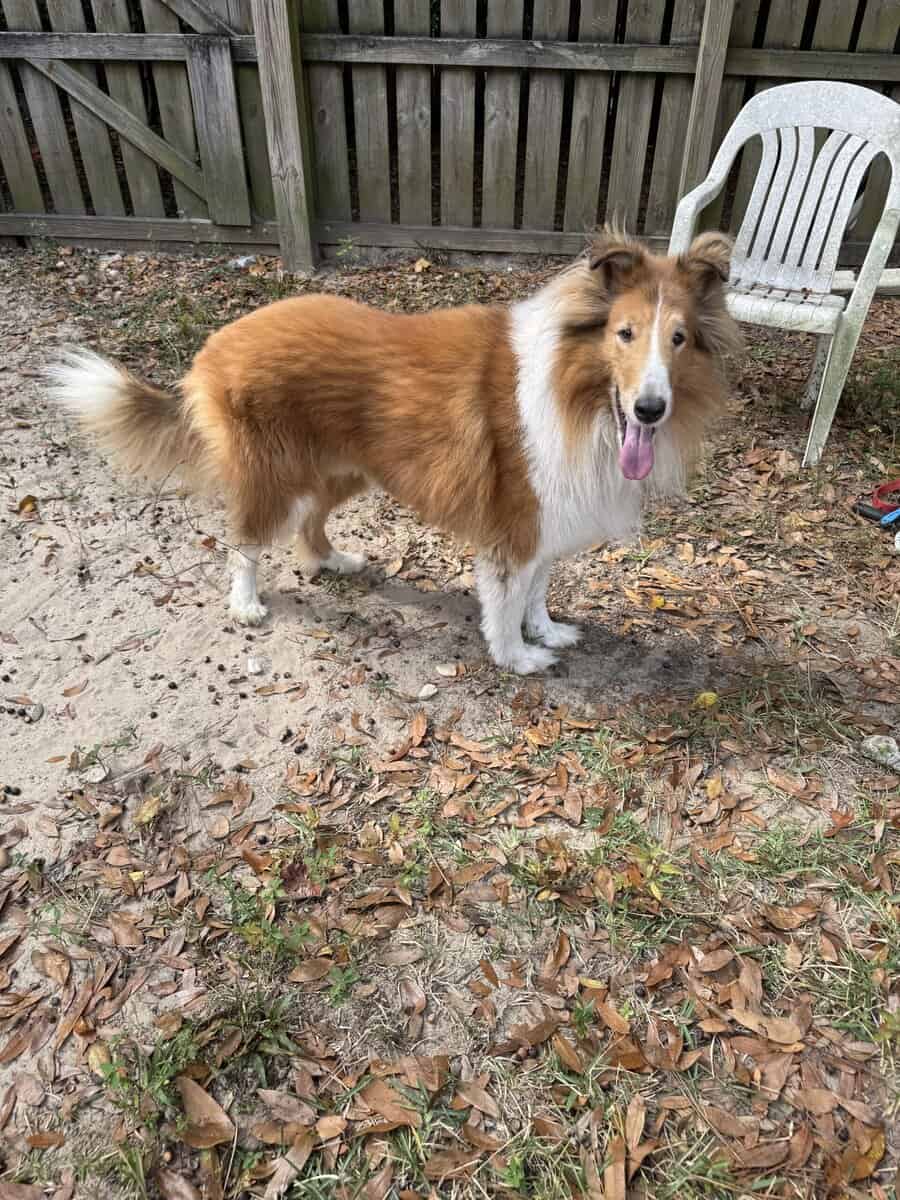 Love Lassie? Check out this handsome fella! | PetClassifieds.com