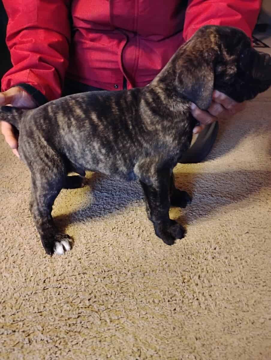 Cane Corso male pups 2 | PetClassifieds.com