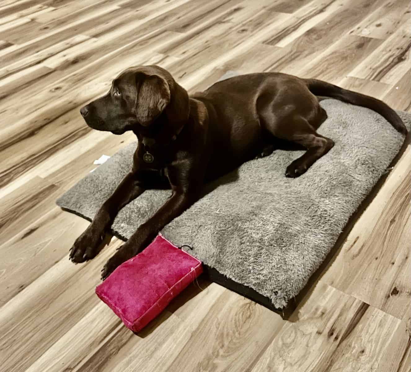 Female chocolate lab | PetClassifieds.com