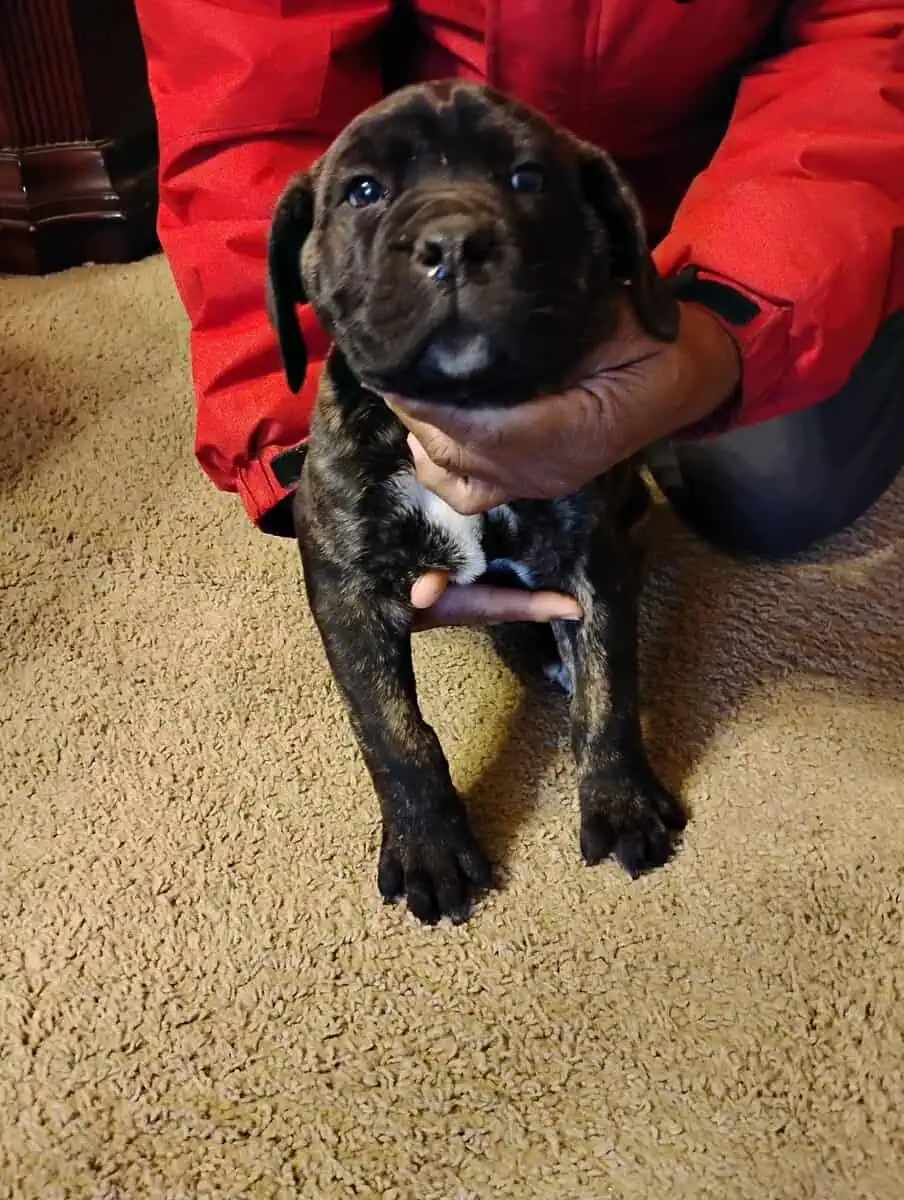 Cane Corso male pups 2 | PetClassifieds.com