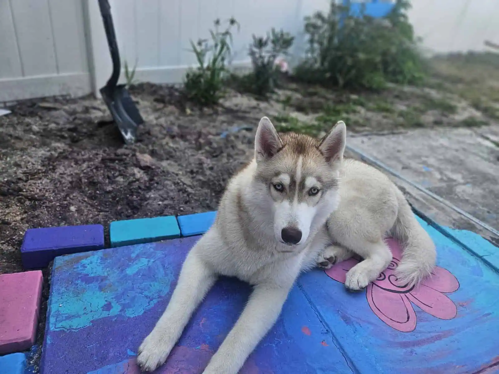 Siberian husky young | PetClassifieds.com